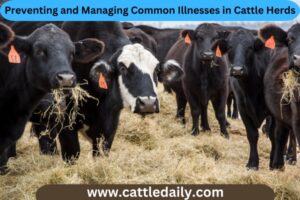 Common Cattle Diseases and Treatments - Cattle Daily