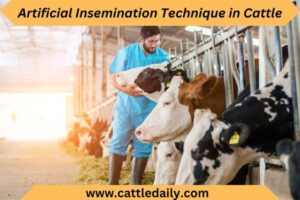 Artificial Insemination Technique in Cattle: A Complete Guide - Cattle Daily