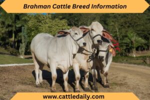 Brahman Cattle Breed Information: Everything You Need to Know