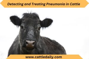 Detecting and Treating Pneumonia in Cattle: A Comprehensive Guide