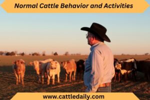 Normal Cattle Behavior and Activities: A Complete Guide - Cattle Daily