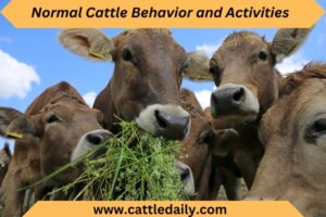 Normal Cattle Behavior and Activities: A Complete Guide - Cattle Daily
