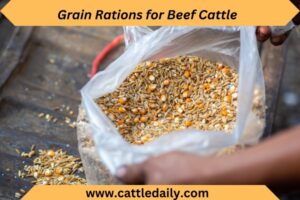 Grain Rations for Beef Cattle: A Complete Guide to Supplementing with Grains - Cattle Daily