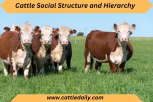 Cattle Social Structure and Hierarchy: A Comprehensive Guide