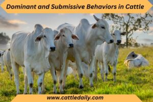 Dominant and Submissive Behaviors in Cattle: A Comprehensive Guide
