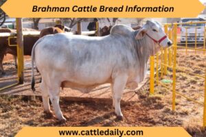 Brahman Cattle Breed Information: Everything You Need to Know
