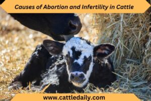 Causes of Abortion and Infertility in Cattle: Prevention and Treatment