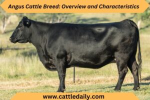 Angus Cattle Breed: Overview and Characteristics - Cattle Daily