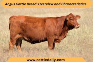 Angus Cattle Breed: Overview and Characteristics - Cattle Daily
