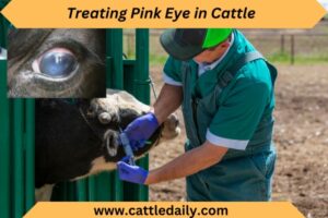 Pink Eye in Cattle: Treatment and Prevention