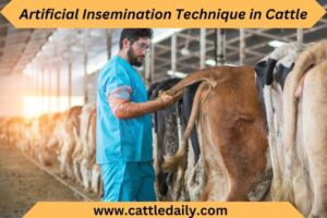 Artificial Insemination Technique in Cattle: A Complete Guide - Cattle ...