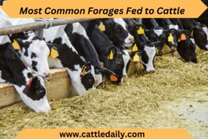 The 8 Most Common Forages Fed to Cattle for Optimal Health - Cattle Daily