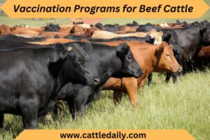 Beef Cattle Vaccination Programs: Types, Protocols, and Benefits