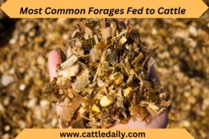 The 8 Most Common Forages Fed to Cattle for Optimal Health - Cattle Daily