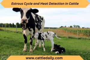 Estrous Cycle and Heat Detection in Cattle: A Comprehensive Guide