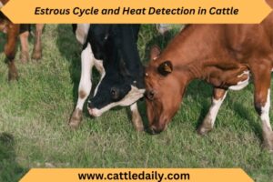 Estrous Cycle and Heat Detection in Cattle: A Comprehensive Guide