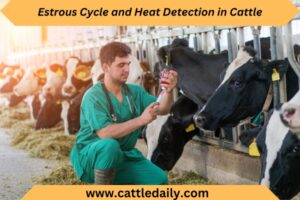 Estrous Cycle and Heat Detection in Cattle: A Comprehensive Guide
