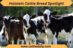 Holstein Cattle Breed Spotlight: History, Characteristics, and Uses
