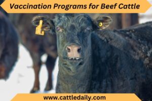Beef Cattle Vaccination Programs: Types, Protocols, and Benefits