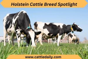 Holstein Cattle Breed Spotlight: History, Characteristics, and Uses