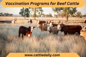 Beef Cattle Vaccination Programs: Types, Protocols, and Benefits