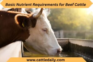 Basic Nutrient Requirements for Beef Cattle: A Comprehensive Guide