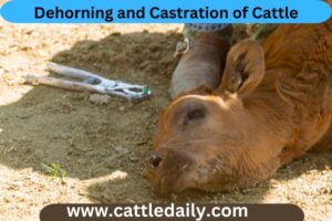 Dehorning and Castration of Cattle: Necessary Procedures for Safety and Productivity - Cattle Daily
