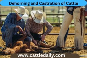 Dehorning and Castration of Cattle: Necessary Procedures for Safety and ...