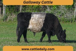 Galloway Cattle: The Hardy and Docile Beef Breed - Cattle Daily