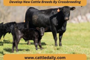 How to Develop New Cattle Breeds By Crossbreeding for Desirable Traits ...