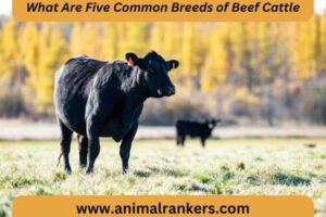 What Are Five Common Breeds of Beef Cattle - Cattle Daily