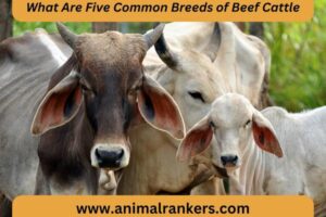 What Are Five Common Breeds of Beef Cattle - Cattle Daily