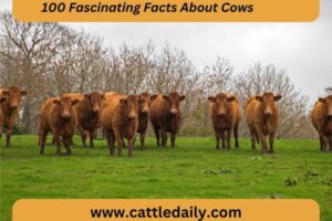100 Fascinating Facts About Cows - Cattle Daily