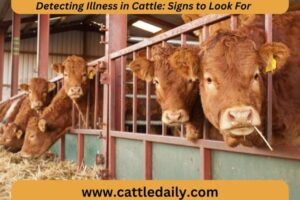 Detecting Illness in Cattle: Signs to Look For - Cattle Daily