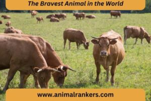 Limousin Cattle: A Complete Breed Guide - Cattle Daily