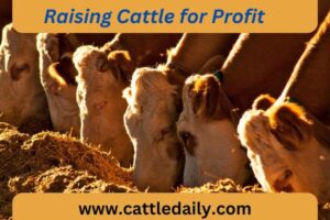 How to Start a Profitable Cattle Farming Business as a Beginner ...