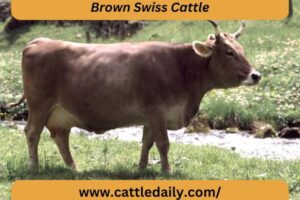 Brown Swiss Cattle: Origin, Characteristics, Uses, Advantages and ...