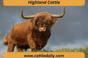 Highland Cattle: Origin, Uses, Advantages, Disadvantages and ...