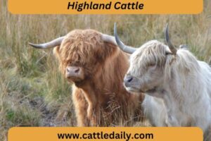 Highland Cattle: Origin, Uses, Advantages, Disadvantages and Characteristics - Cattle Daily