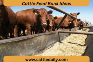 Cattle Feed Bunk Ideas: 11 Strategies to Optimize Feed Efficiency and ...