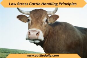 10 Benefits of Using Low Stress Cattle Handling Techniques on Your Farm