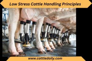 10 Benefits of Using Low Stress Cattle Handling Techniques on Your Farm
