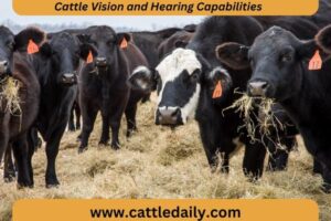Cattle Vision and Hearing Capabilities - Cattle Daily