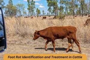 Foot Rot Identification and Treatment in Cattle - Cattle Daily
