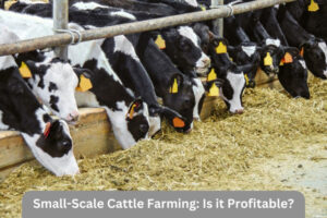 Small-Scale Cattle Farming: Is it Profitable? - Cattle Daily