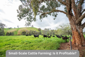 Small-Scale Cattle Farming: Is it Profitable? - Cattle Daily