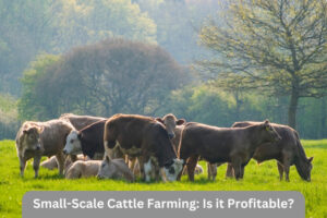 Small-Scale Cattle Farming: Is it Profitable? - Cattle Daily