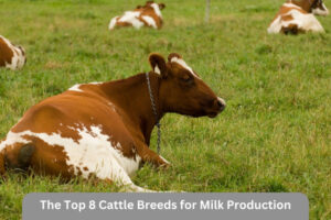 Best Dairy Cattle Breeds for High Milk Production | Complete Guide