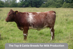 Best Dairy Cattle Breeds for High Milk Production | Complete Guide