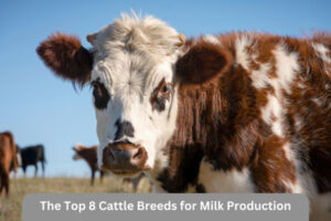 Best Dairy Cattle Breeds for High Milk Production | Complete Guide